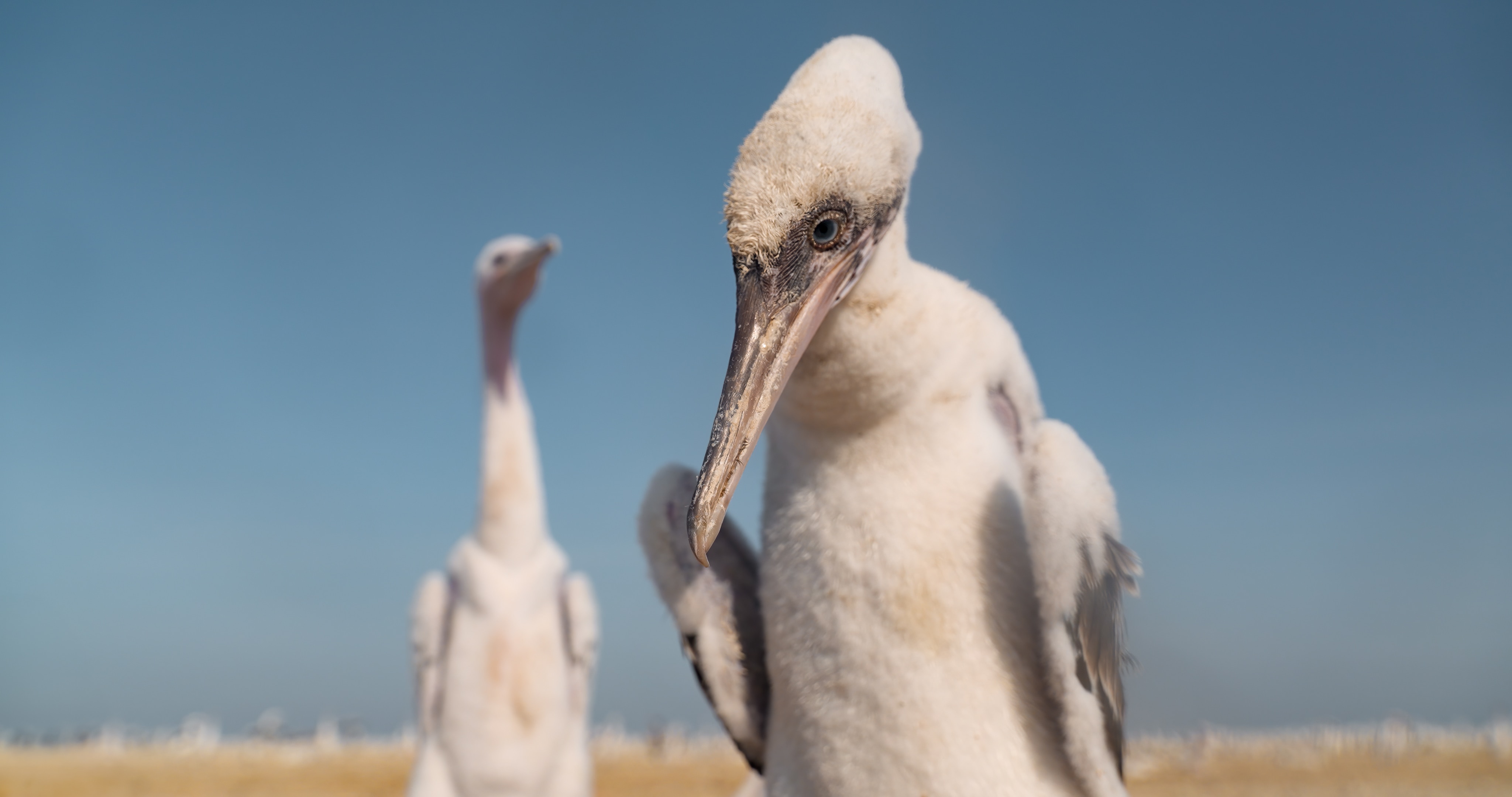 Filming cannibal cormorants | BBC Earth